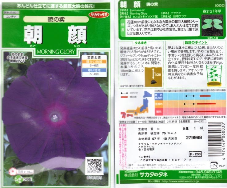 Akatsuki No Muraski, Deep Purple at Dawn, Ipomoea Nil, Japanese Morning ...