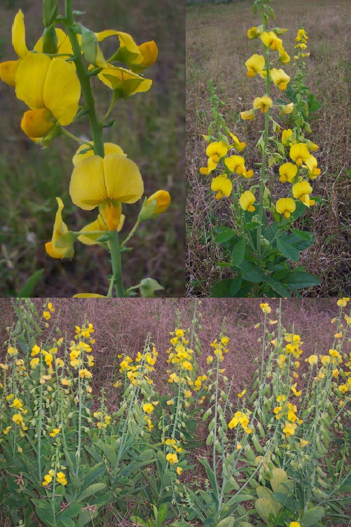 Crotolaria, Rattlebox, Rattleweed, Cat's Bell (Crotalaria spectabilis ...